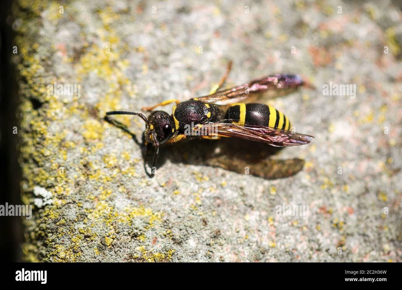 a wasp on a stone Stock Photo - Alamy