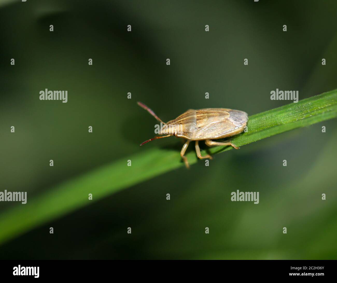 macro of a bug on a plant Stock Photo - Alamy