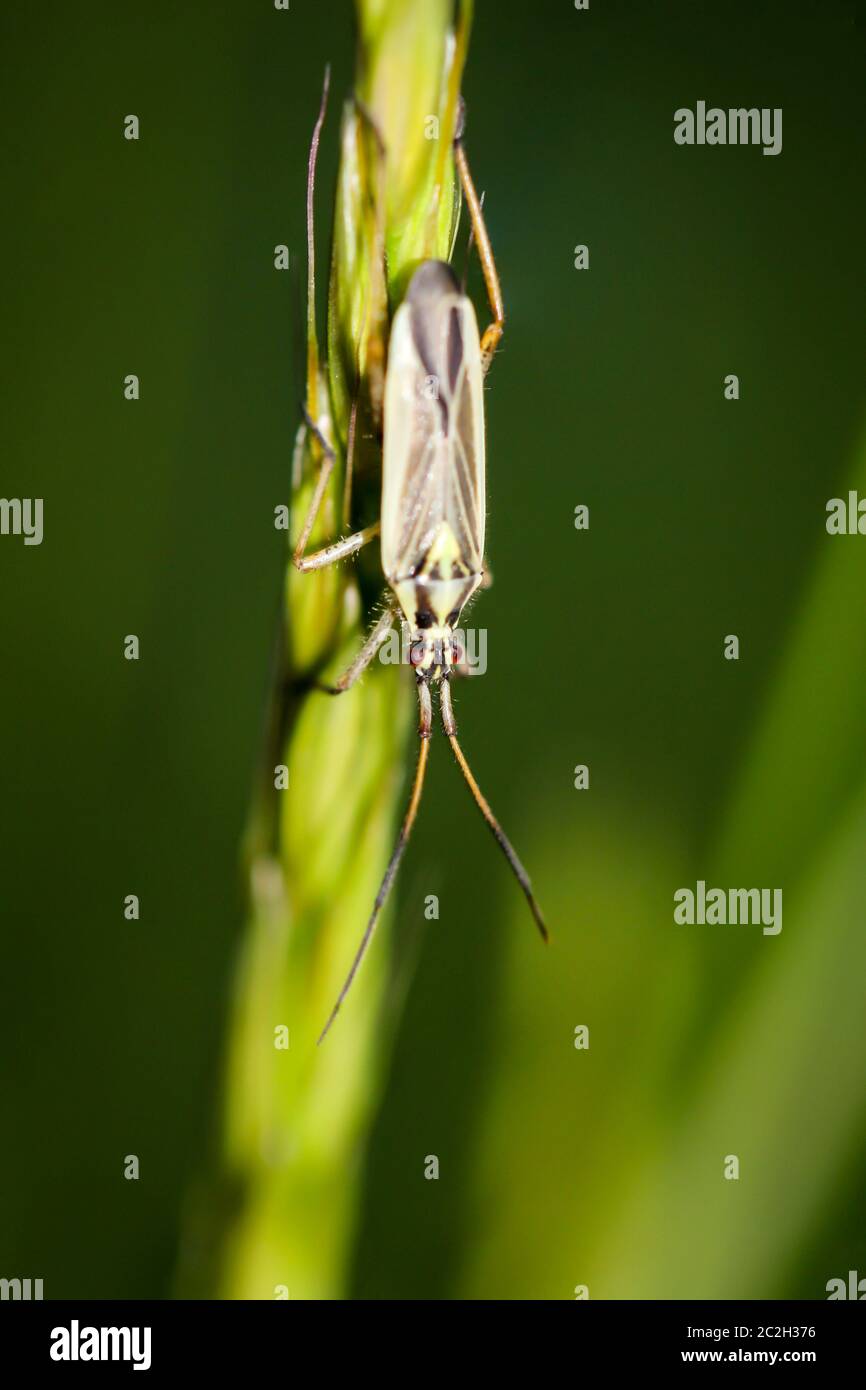 macro of a bug on a plant Stock Photo - Alamy