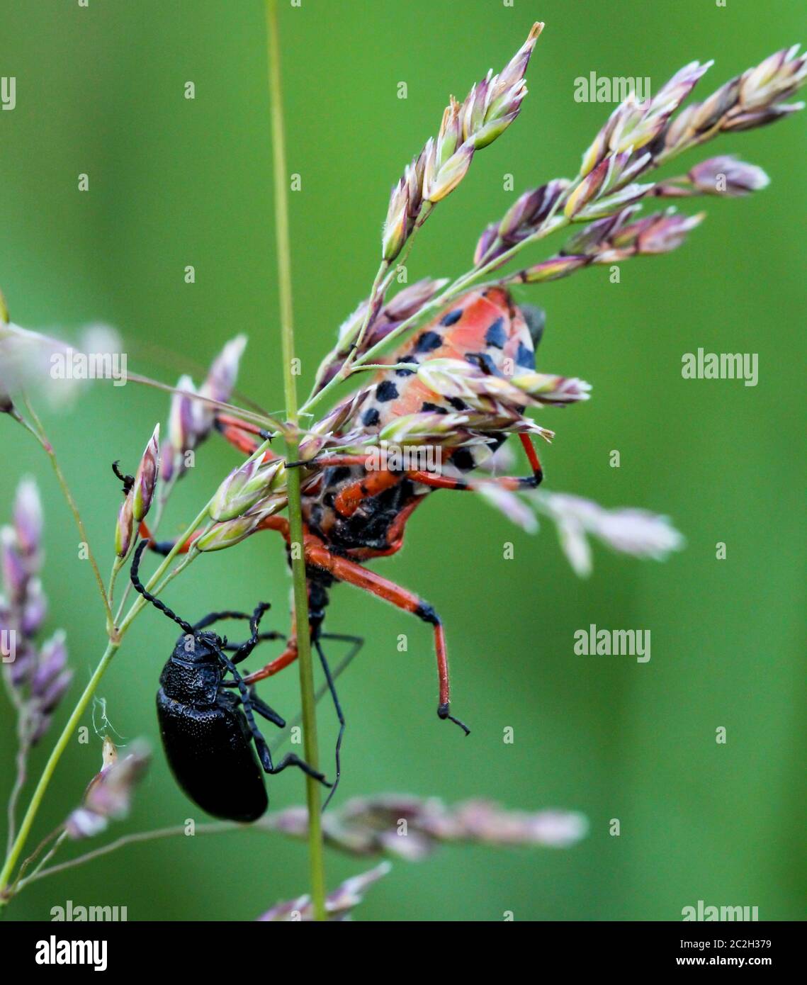macro of a bug on a plant Stock Photo - Alamy