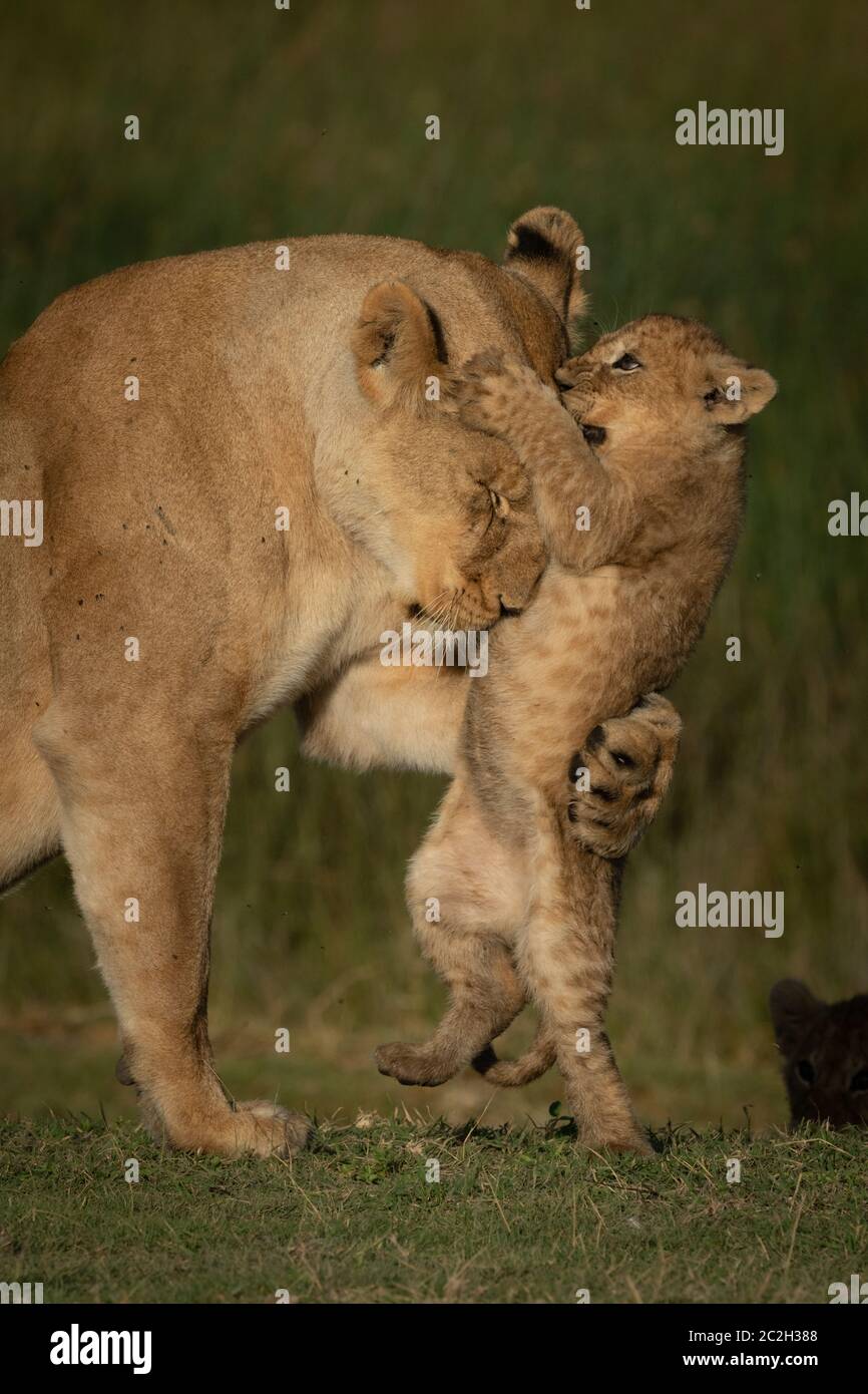 Lion panthera leo lioness biting hi-res stock photography and images ...