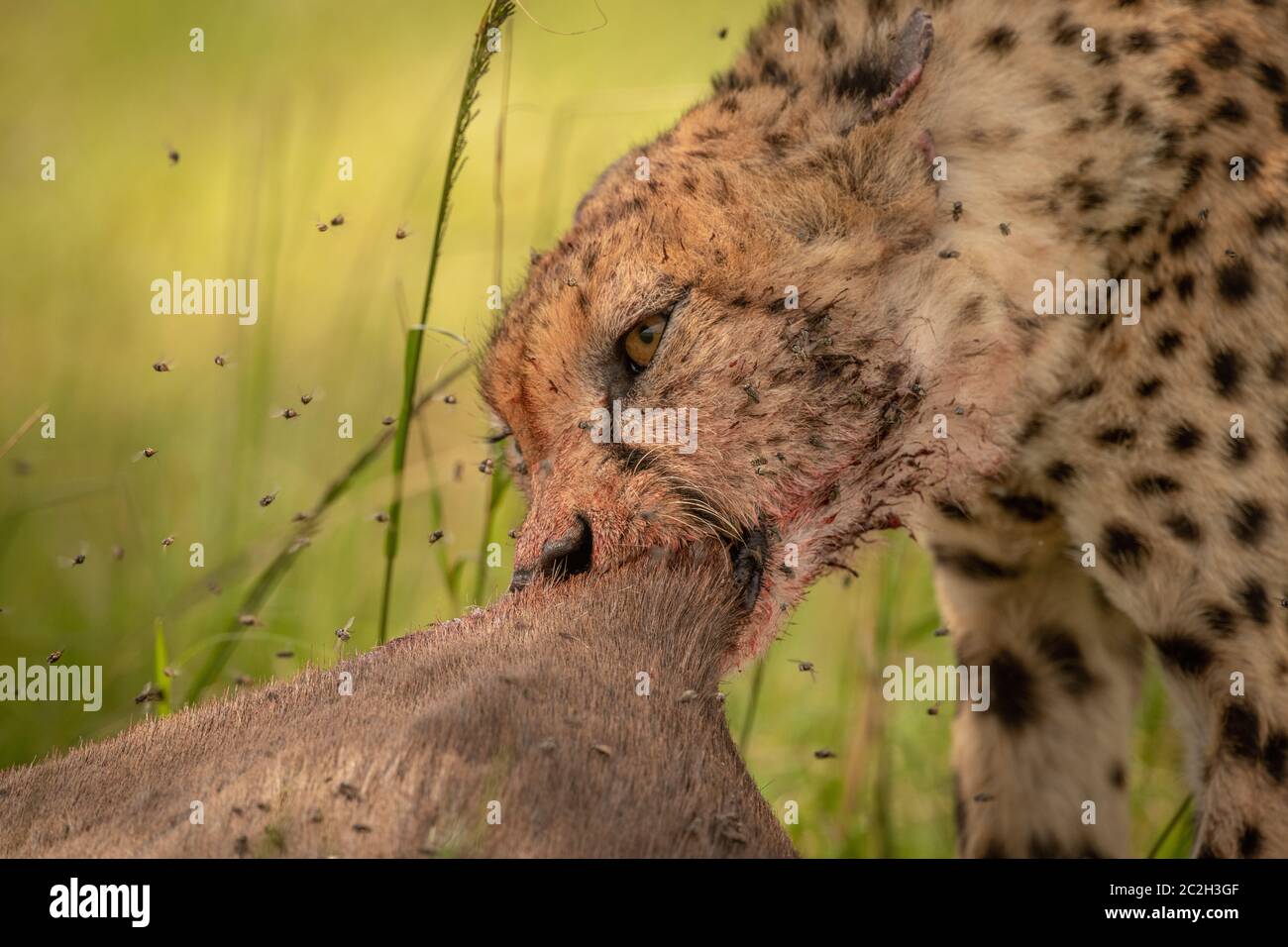 Pulling on carcass hi-res stock photography and images - Alamy