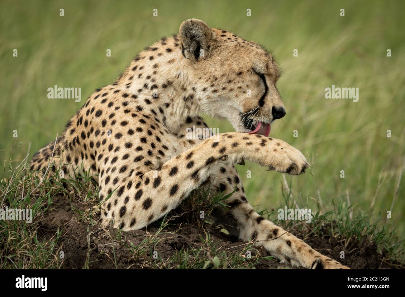 Cheetah paw up hi-res stock photography and images - Alamy