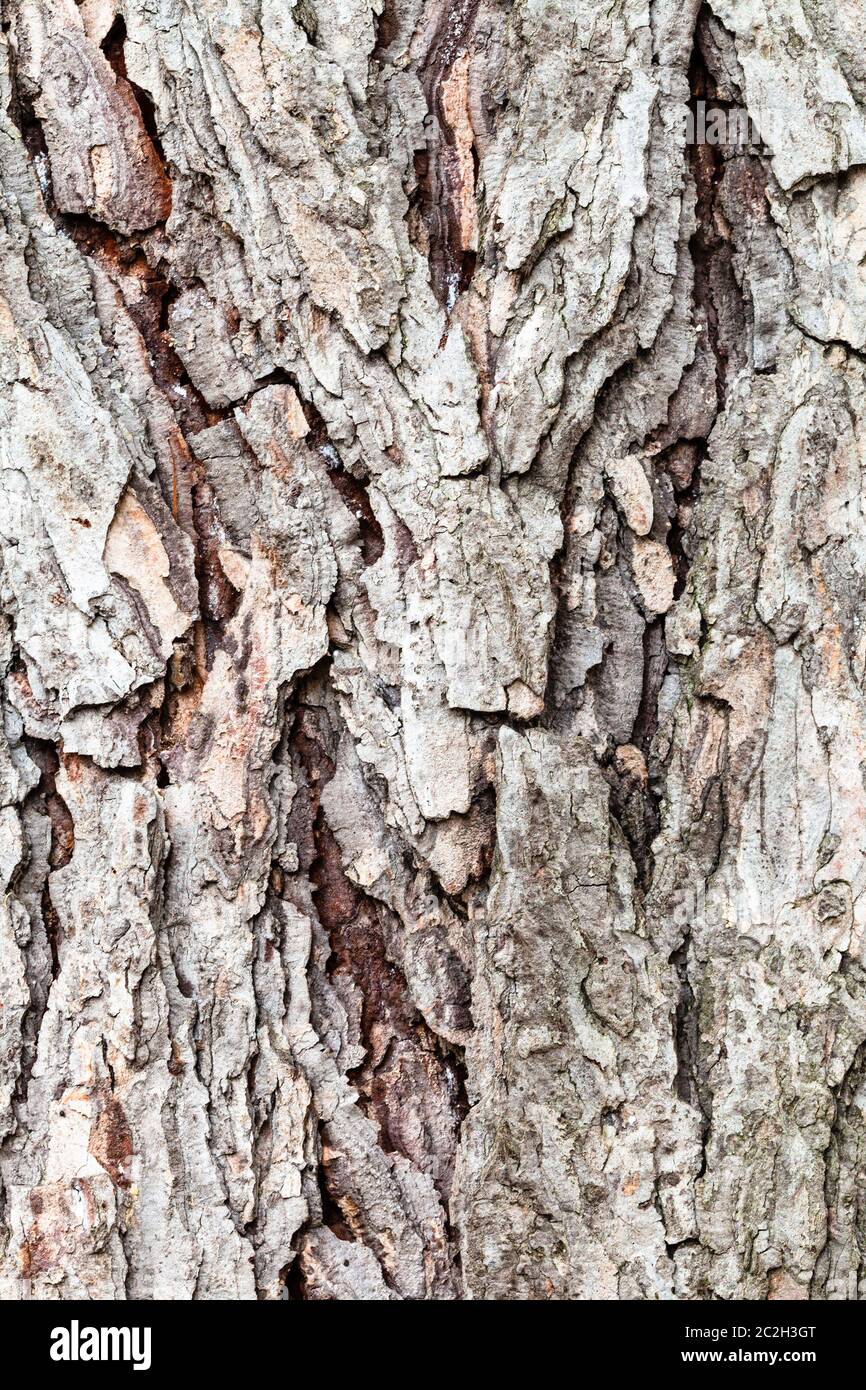 natural texture - rough bark on old trunk of larch tree ( larix ...