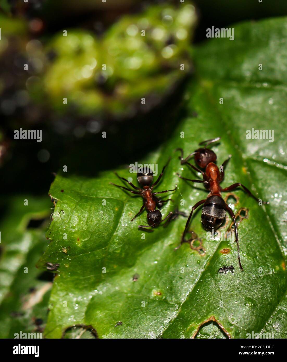 Ants on a leaf hi-res stock photography and images - Alamy