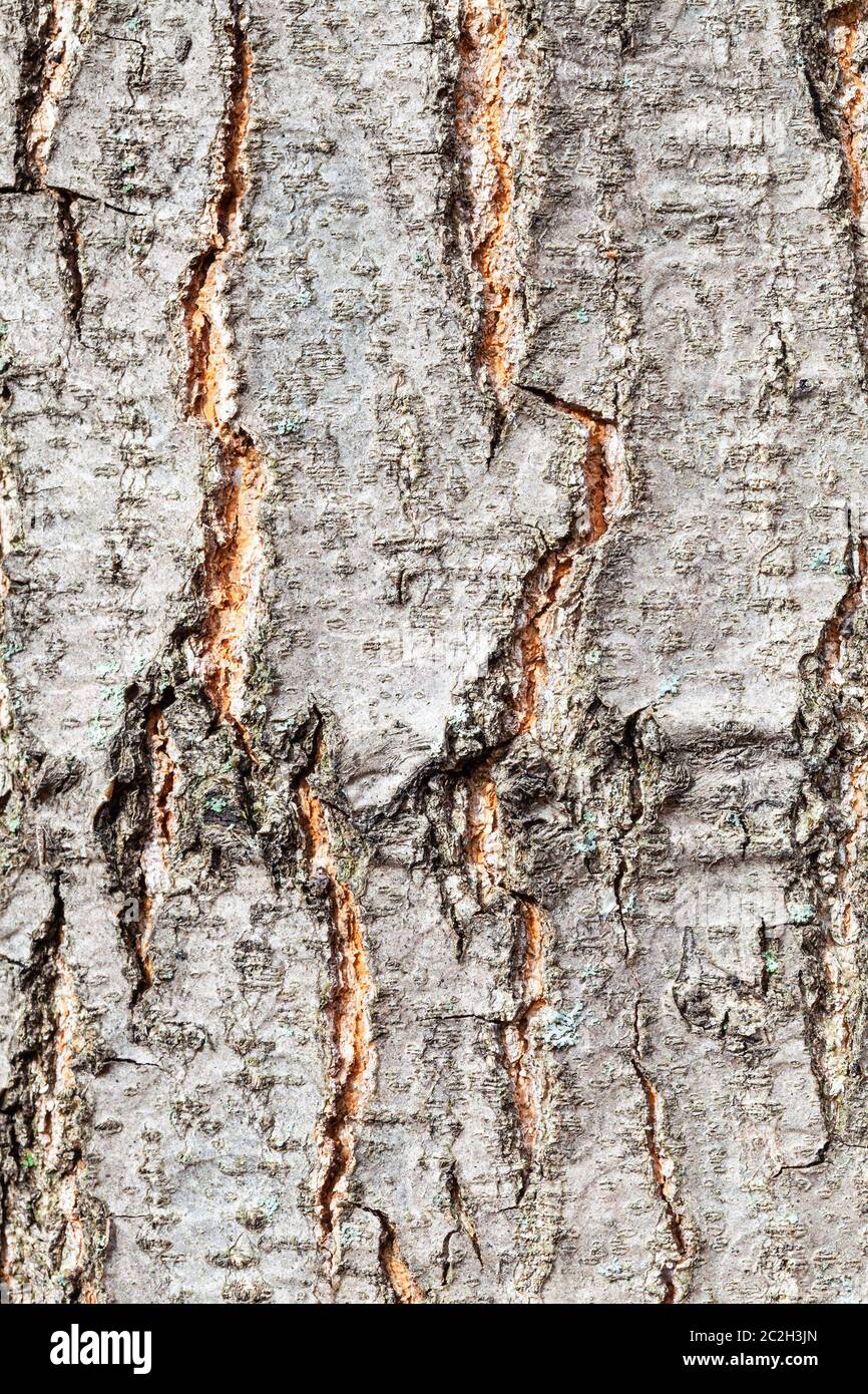Quercus rubra bark hi-res stock photography and images - Alamy