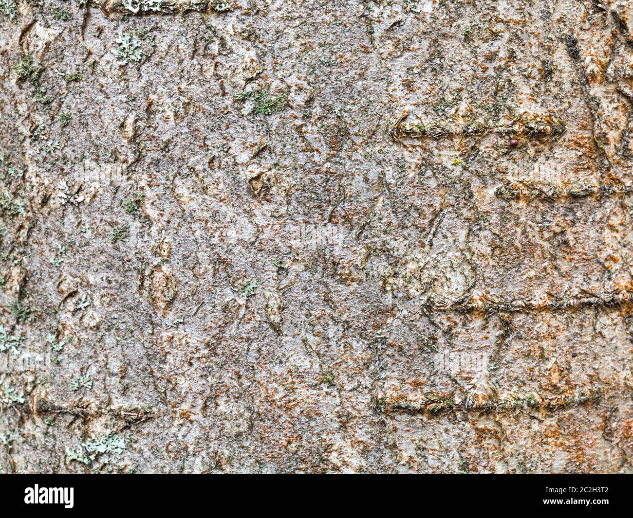 Sorbus aucuparia bark hi-res stock photography and images - Alamy