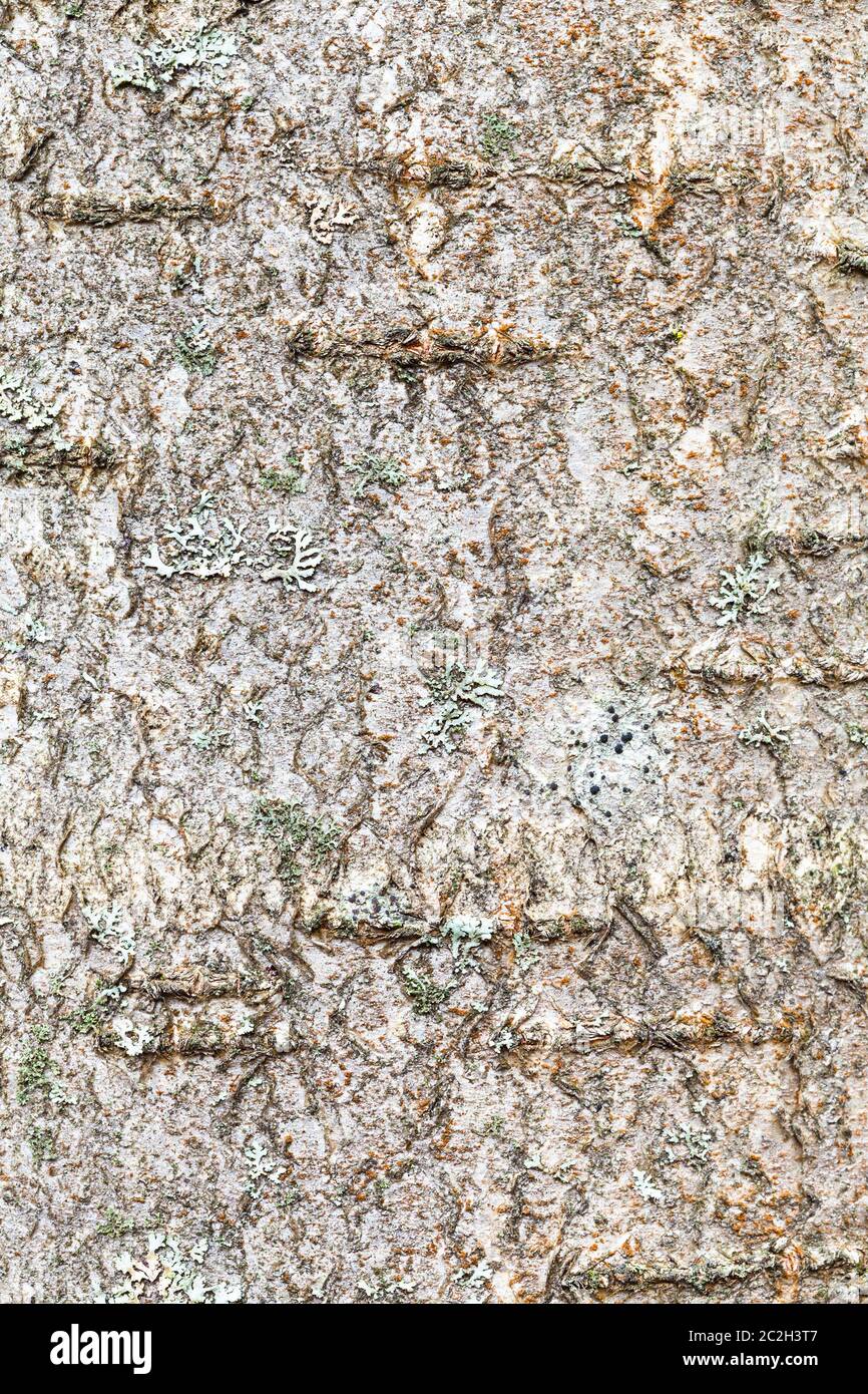 natural texture - textured bark on trunk of rowan tree (sorbus ...