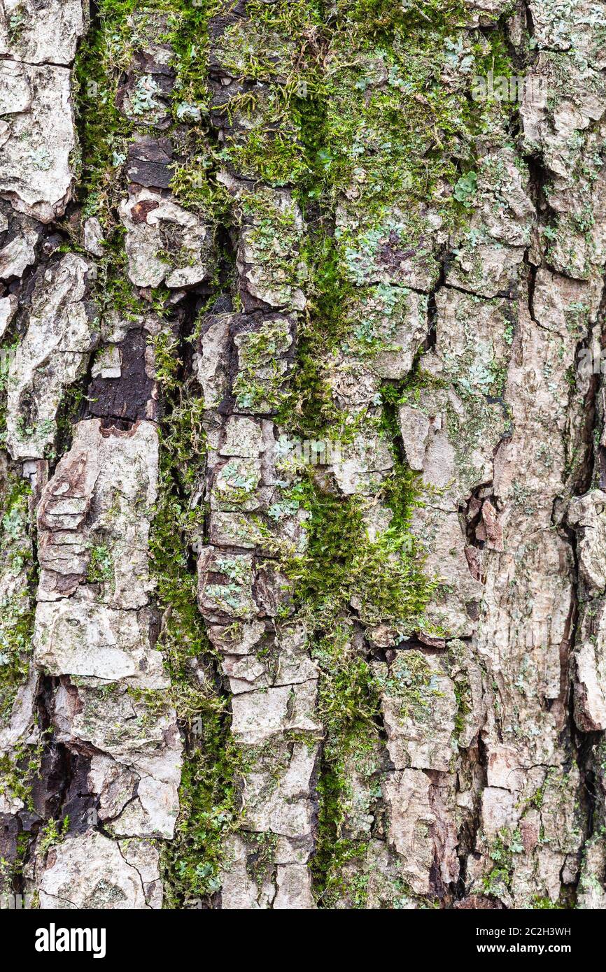 natural texture - grooved bark on mature trunk of apple tree close up ...
