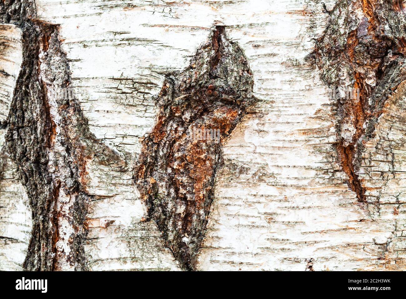 natural texture - rough bark on trunk of birch tree (betula pendula ...