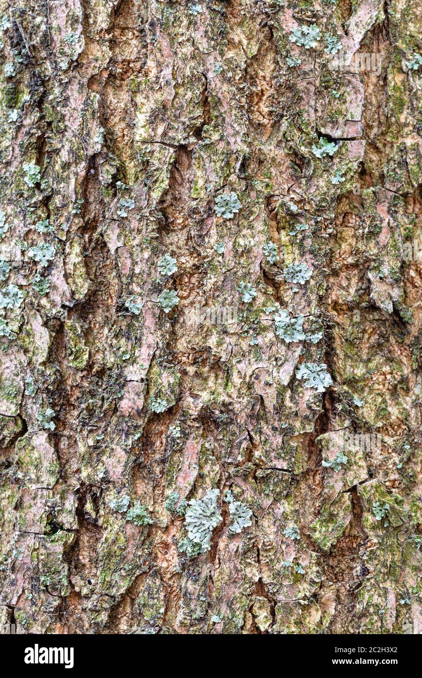natural texture - furrowed bark on mature trunk of ash tree (fraxinus ...