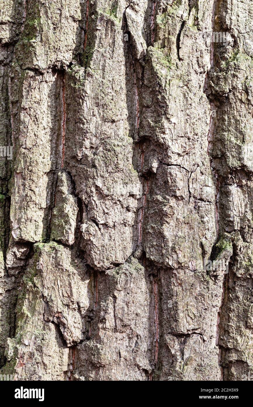 natural texture - grooved bark on old trunk of oak tree (quercus robur) close up Stock Photo - Alamy