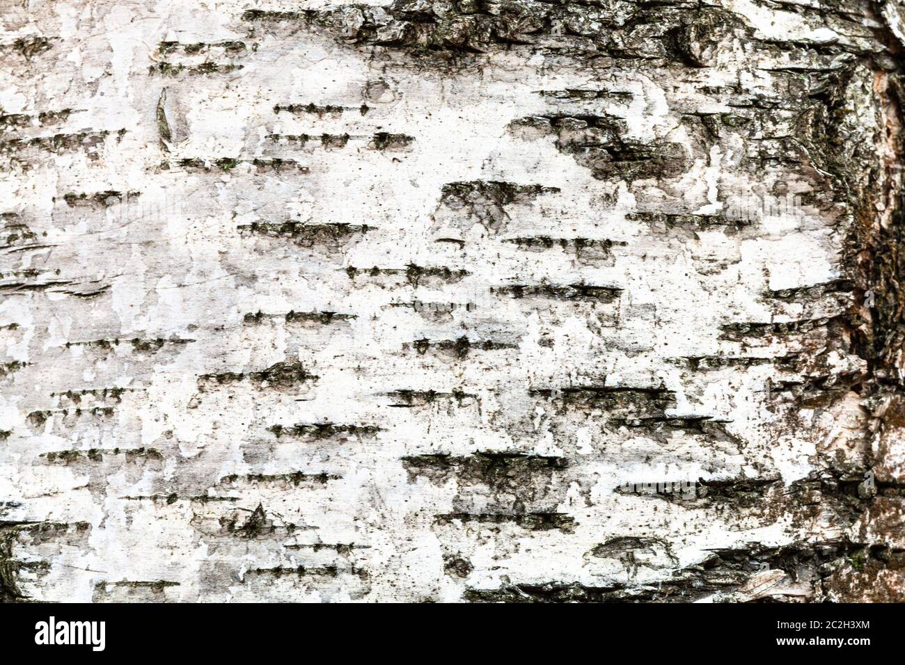 Downy birch betula pubescens bark hi-res stock photography and images ...