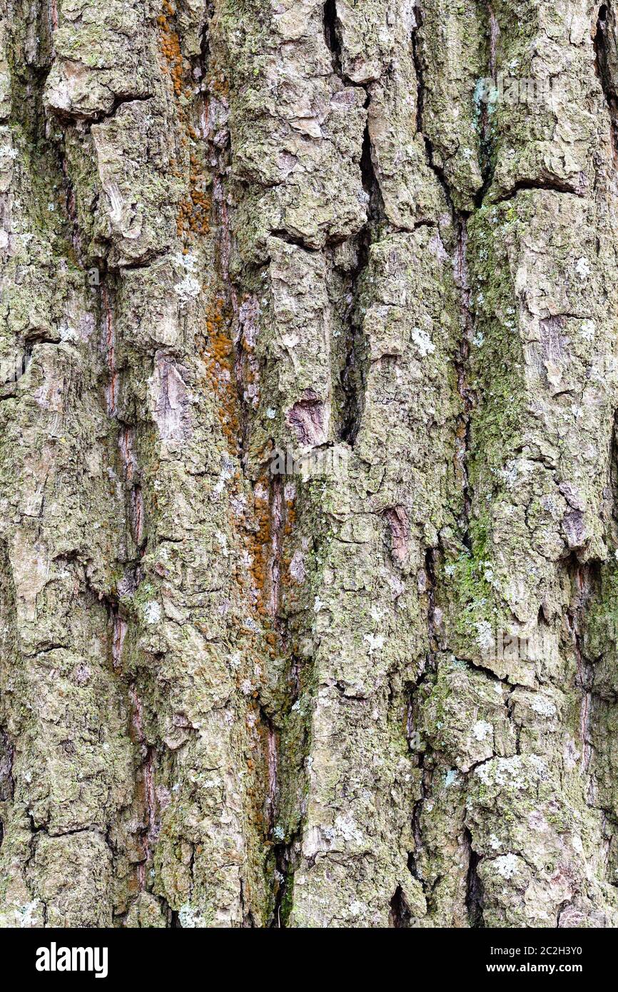 natural texture - grooved and mossy bark on old trunk of oak tree (quercus robur) close up Stock ...