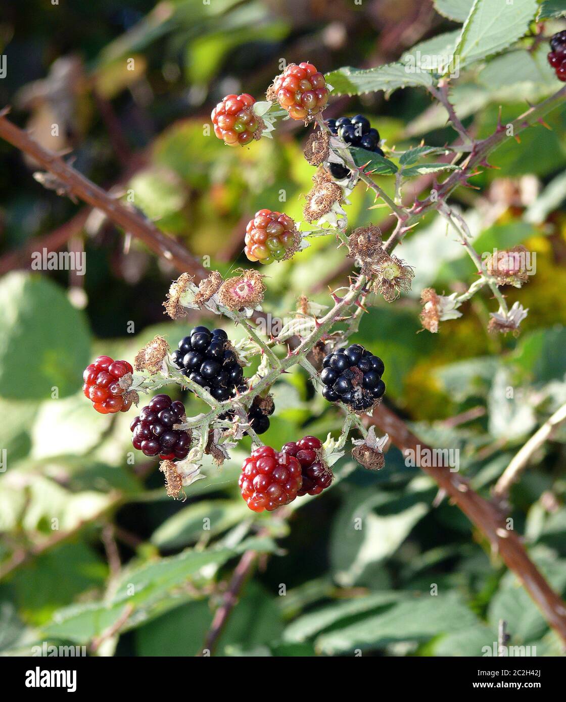 Blackberry shrub hi-res stock photography and images - Alamy