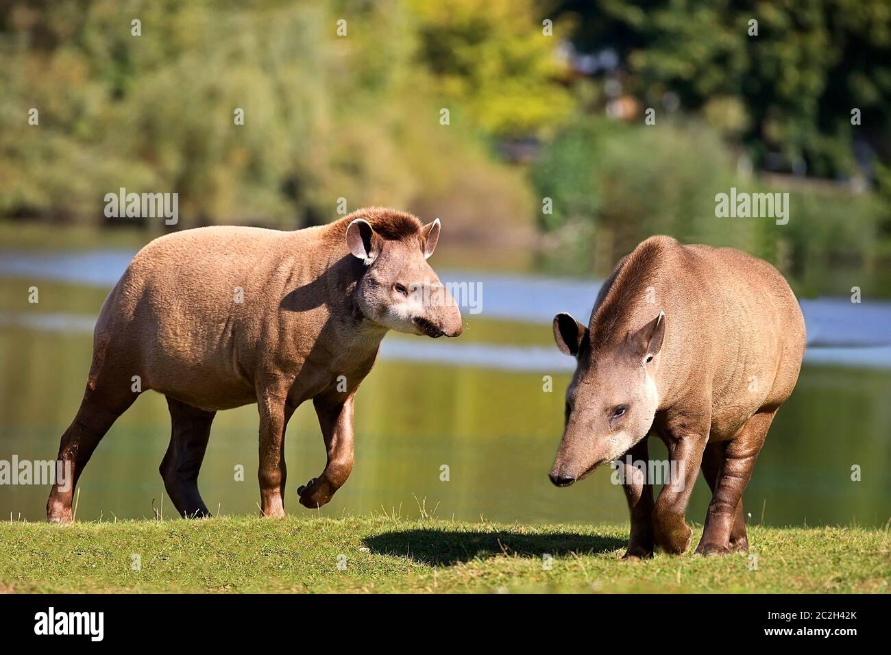 Tapirs head hi-res stock photography and images - Alamy