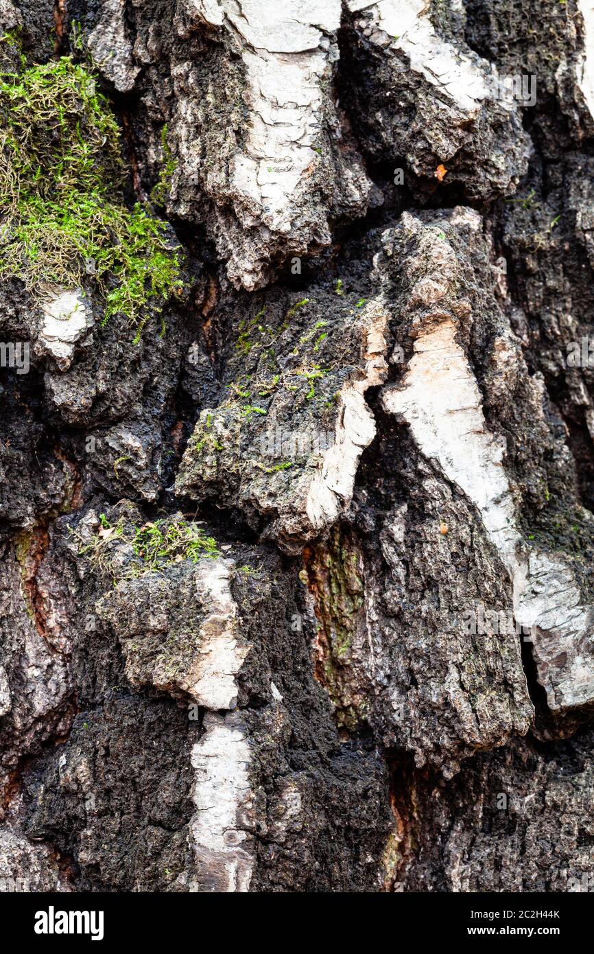 natural texture - mossy and grooved bark on old trunk of birch tree ...