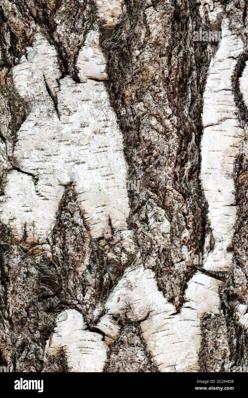 natural texture - furrowed bark on mature trunk of birch tree (betula ...