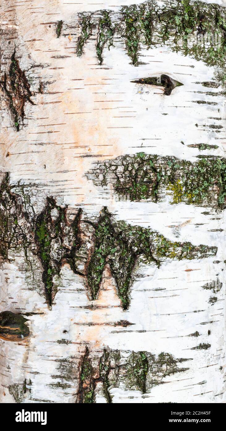 natural texture - part of trunk of birch tree (betula alba) close up ...