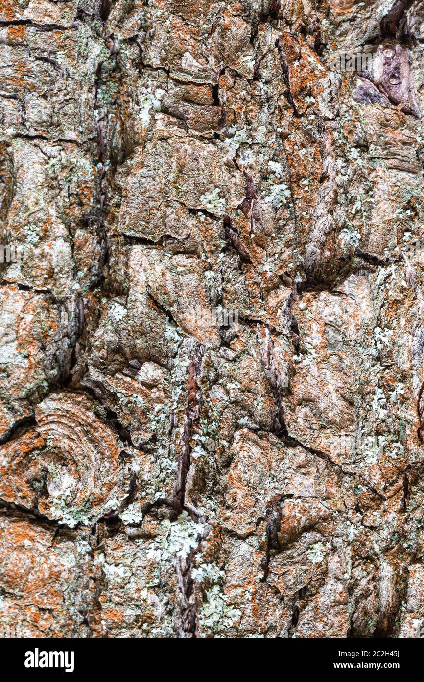 Gnarled bark hi-res stock photography and images - Alamy