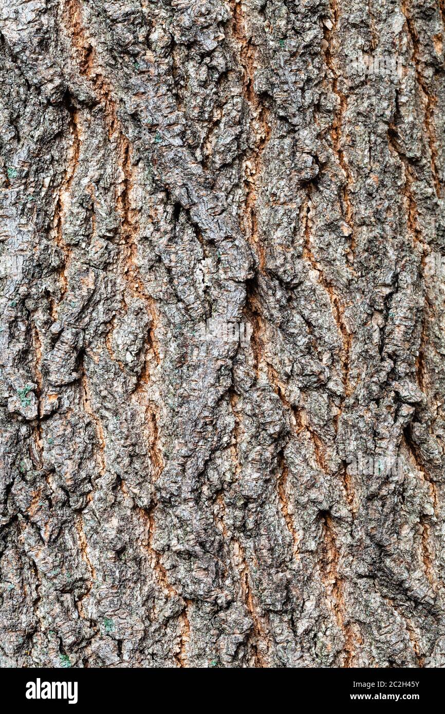 natural texture - rough bark on old trunk of maple ash tree (acer ...