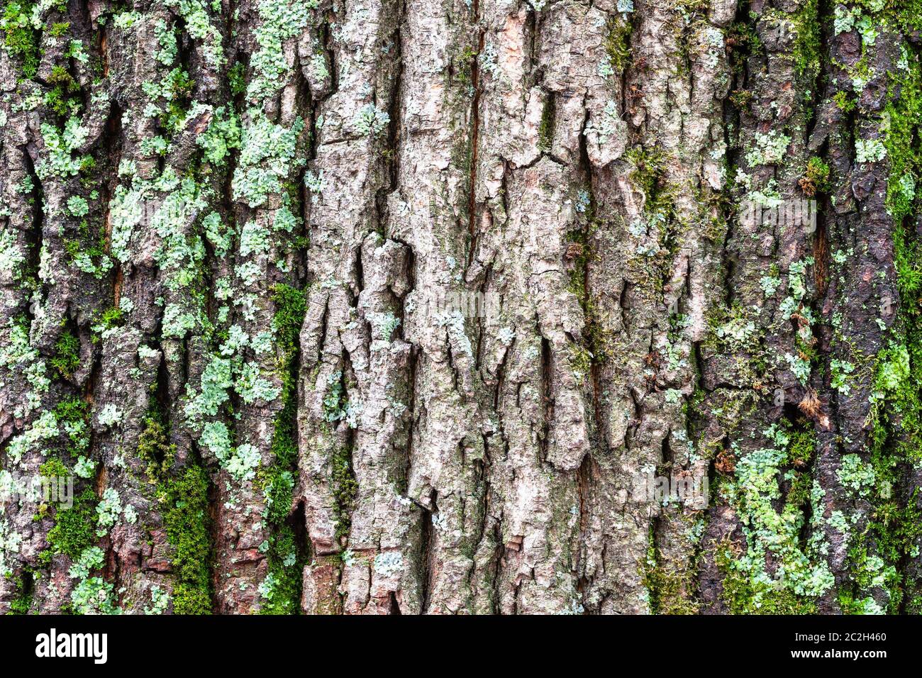 natural texture - mossy and cracked bark on old trunk of maple tree ...