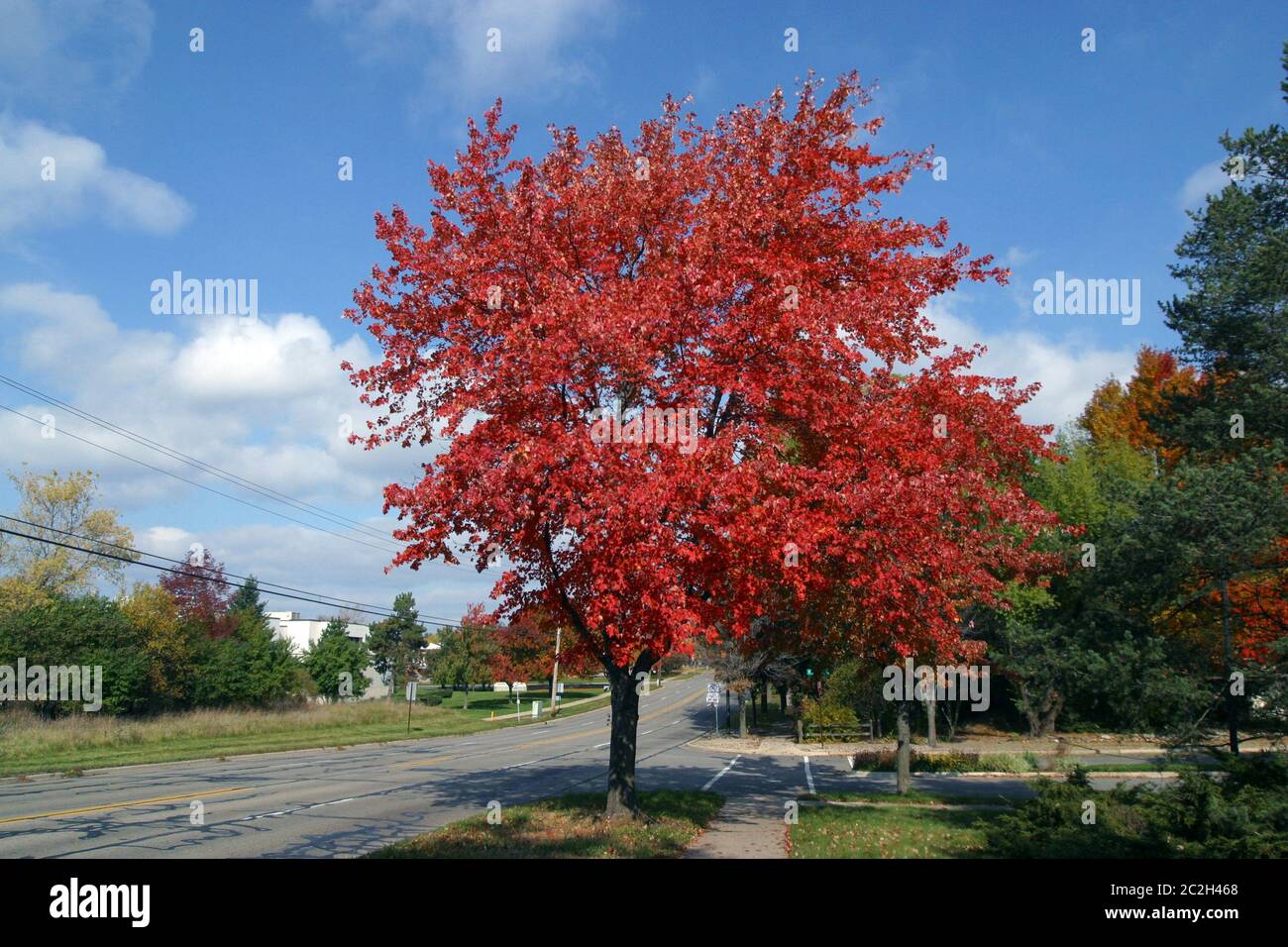 Red Maple tree along a street shows off its beautiful fall colors Stock ...