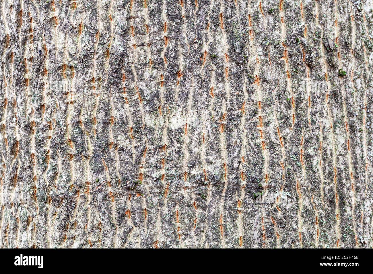 natural texture - furrowed bark on trunk of maple tree (acer ...