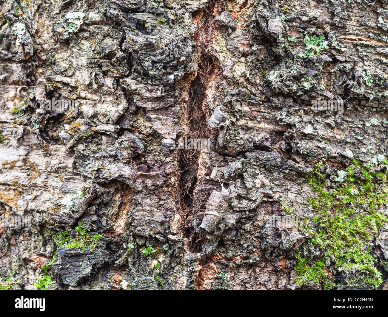 natural texture - cracked bark on old trunk of cherry tree (prunus ...