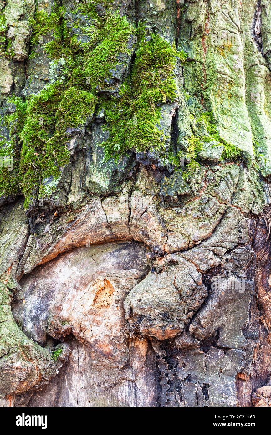 natural texture - gnarled bark on mature trunk of oak tree (quercus robur) close up Stock Photo ...