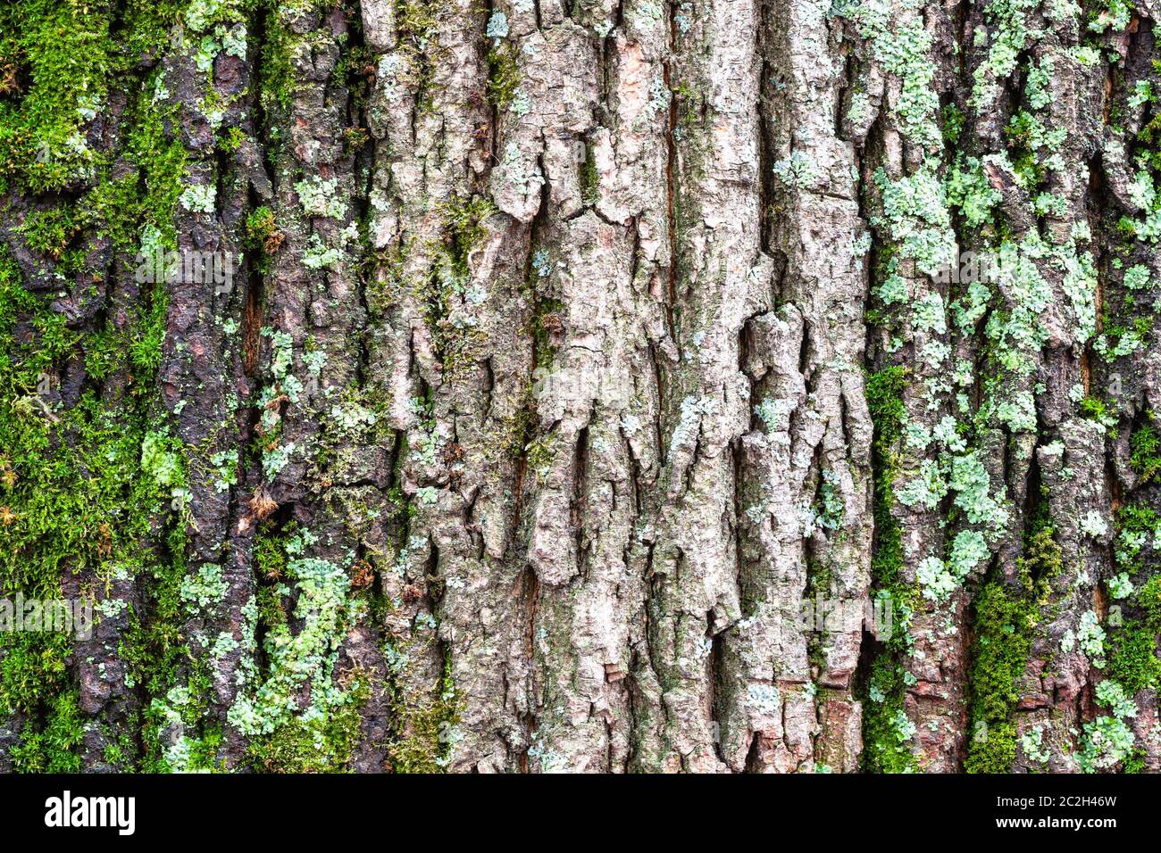 natural texture - lichen and moss on rough bark on old trunk of maple ...