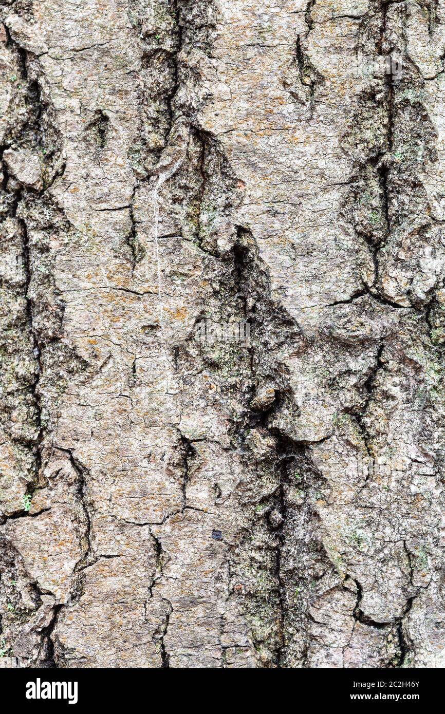natural texture - uneven bark on old trunk of maple tree (acer ...