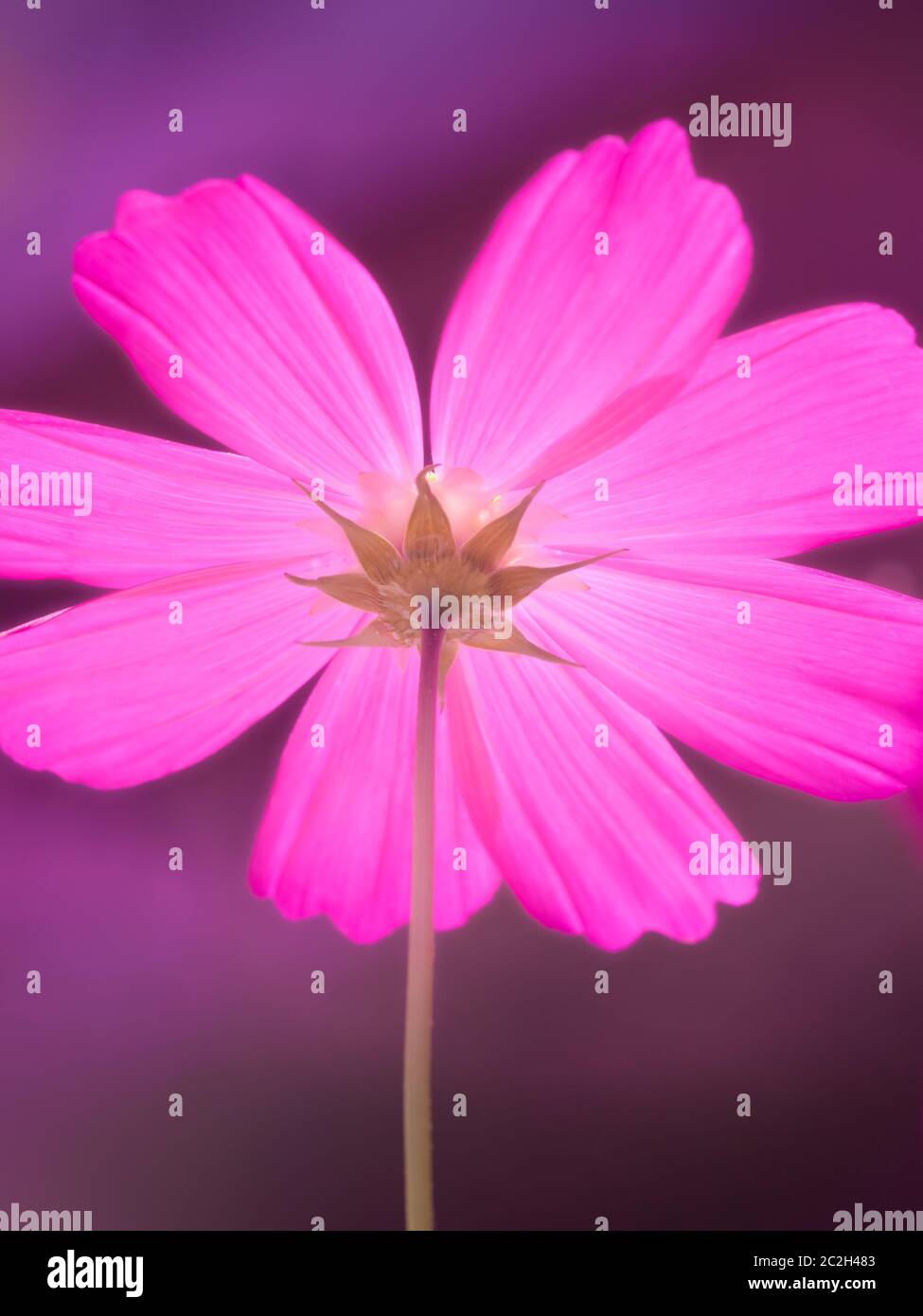 Pink cosmos bipinnatus hi-res stock photography and images - Alamy