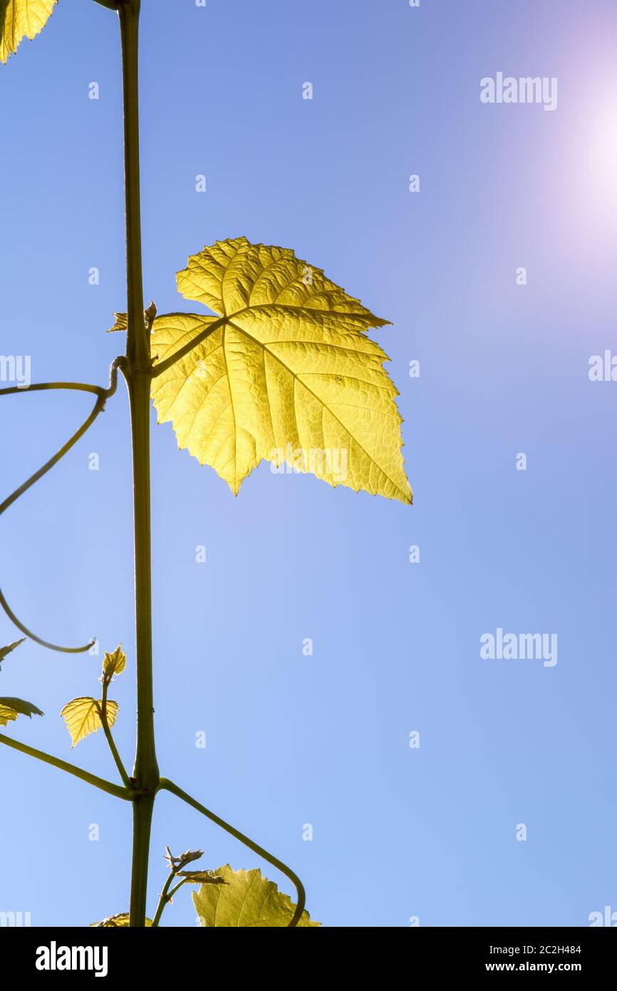 Leaf clusters hi-res stock photography and images - Alamy