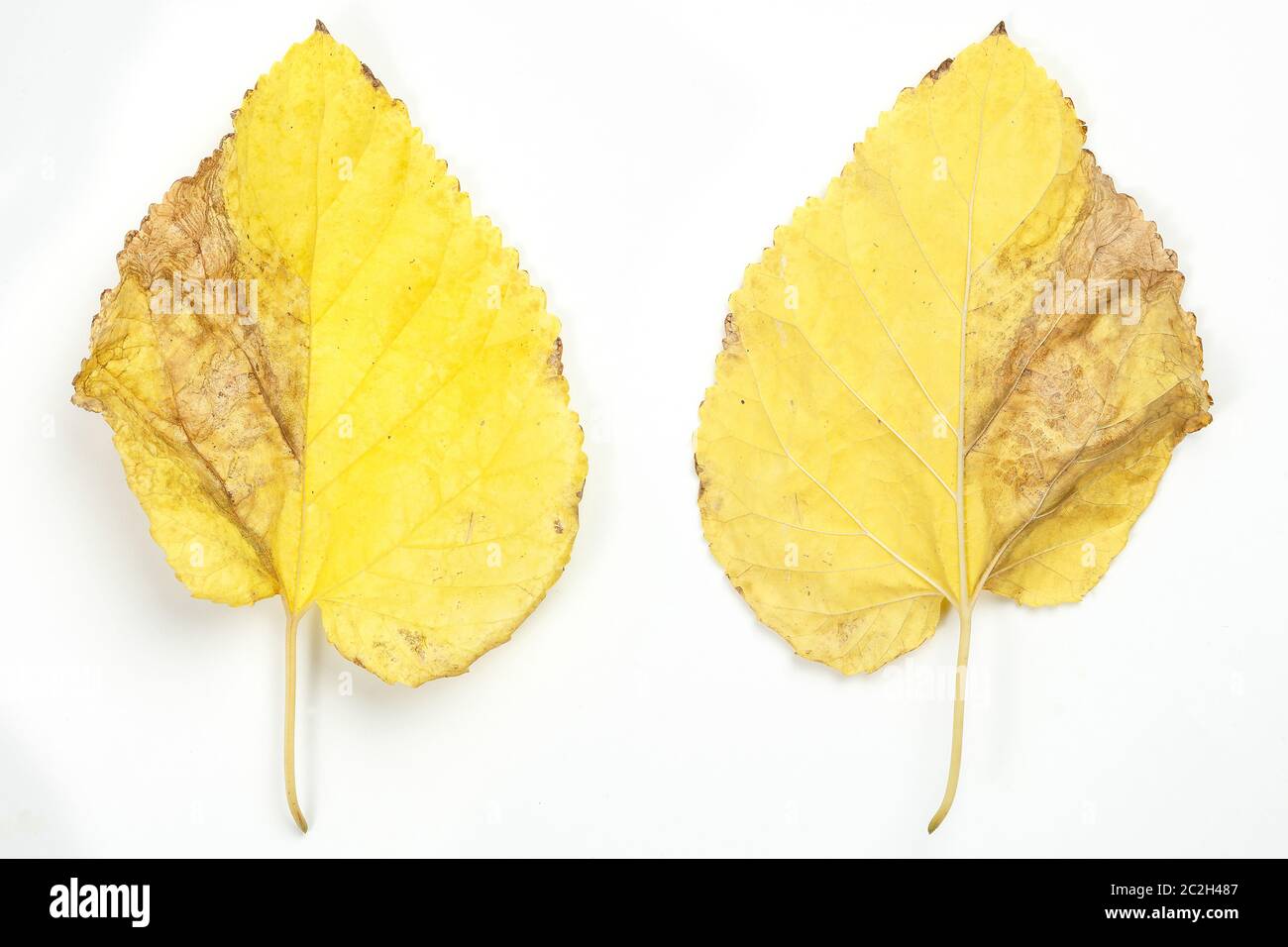 autumn dry leaf on white isolated background. front and back view Stock ...