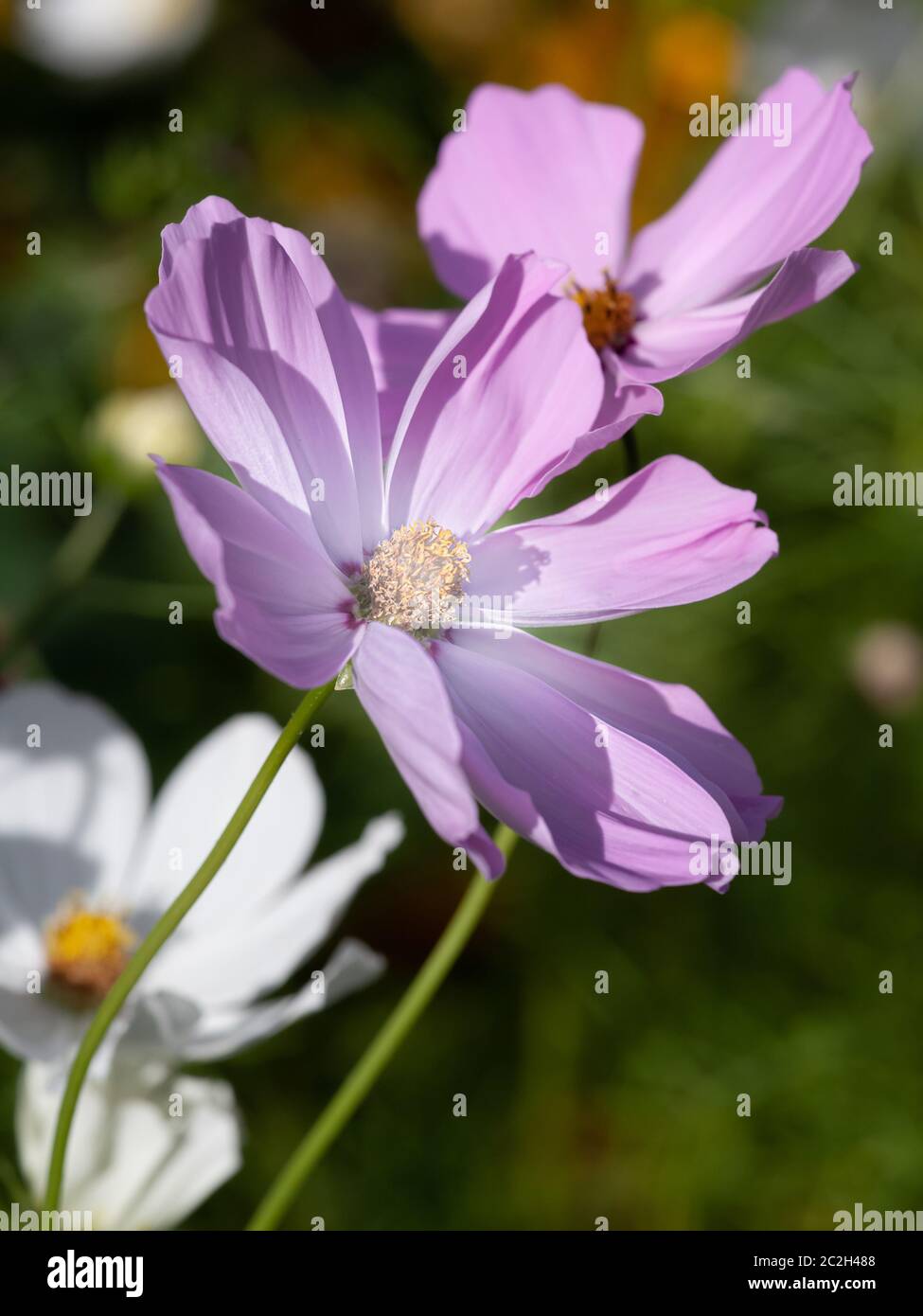 Up close photo of pink cosmos hi-res stock photography and images - Alamy