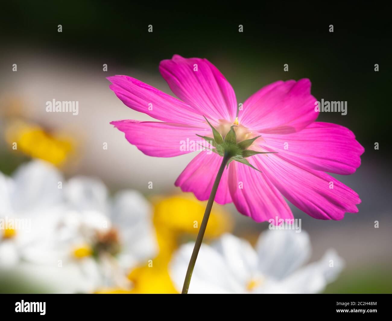 Up close photo of pink cosmos hi-res stock photography and images - Alamy