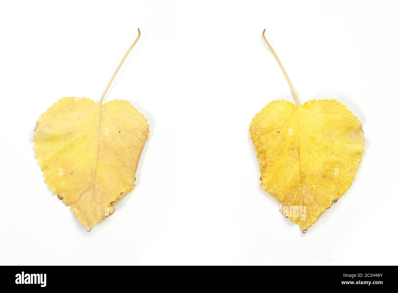 autumn dry leaf on white isolated background. front and back view Stock ...