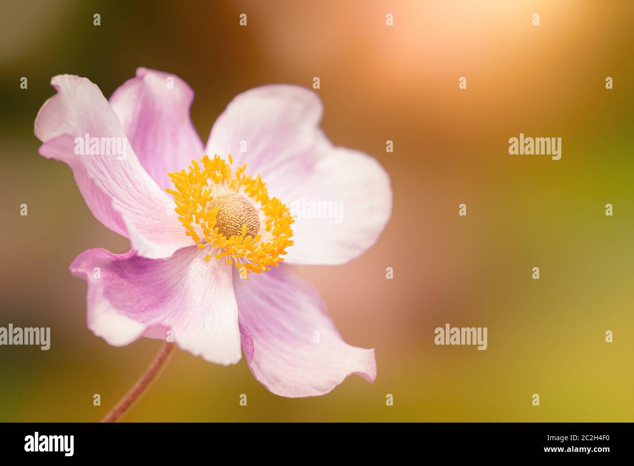 Pink anemone flower hi-res stock photography and images - Alamy