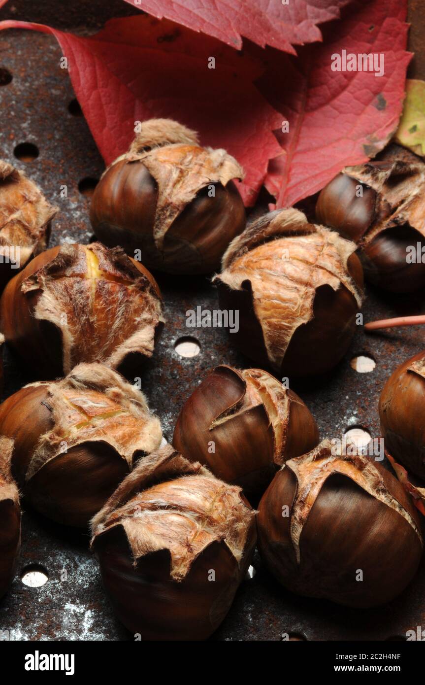 Chestnuts with the characteristic cut Stock Photo - Alamy