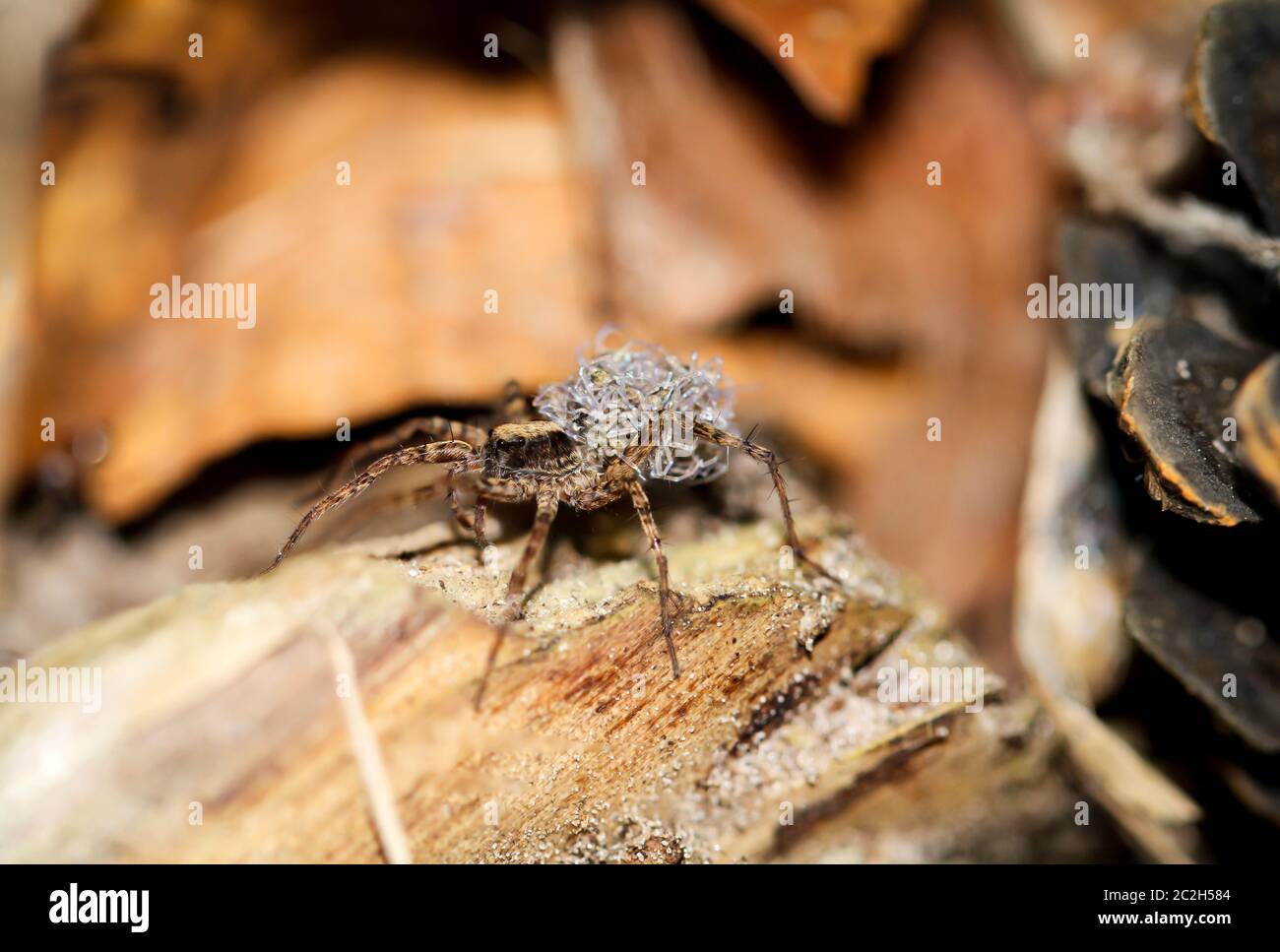 a spider with baby spiders Stock Photo - Alamy