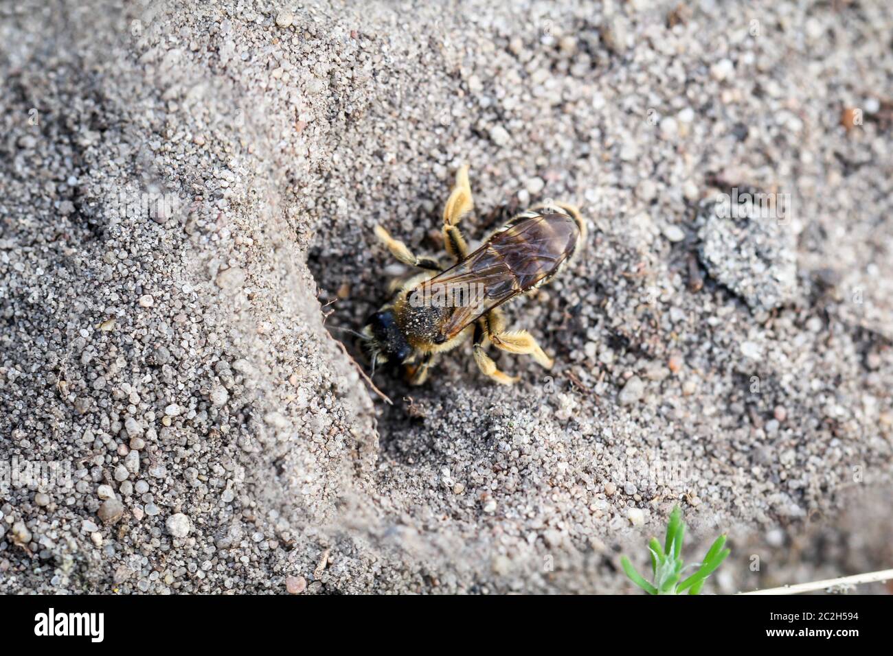 an earth bee at the entrance to the earthworks Stock Photo - Alamy