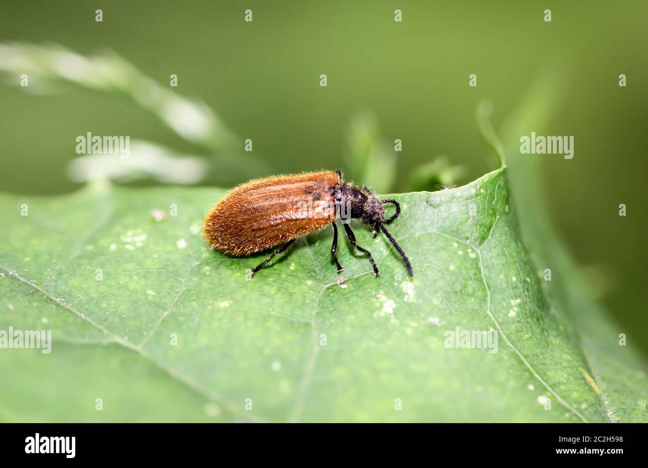 a little beetle on a plant Stock Photo - Alamy