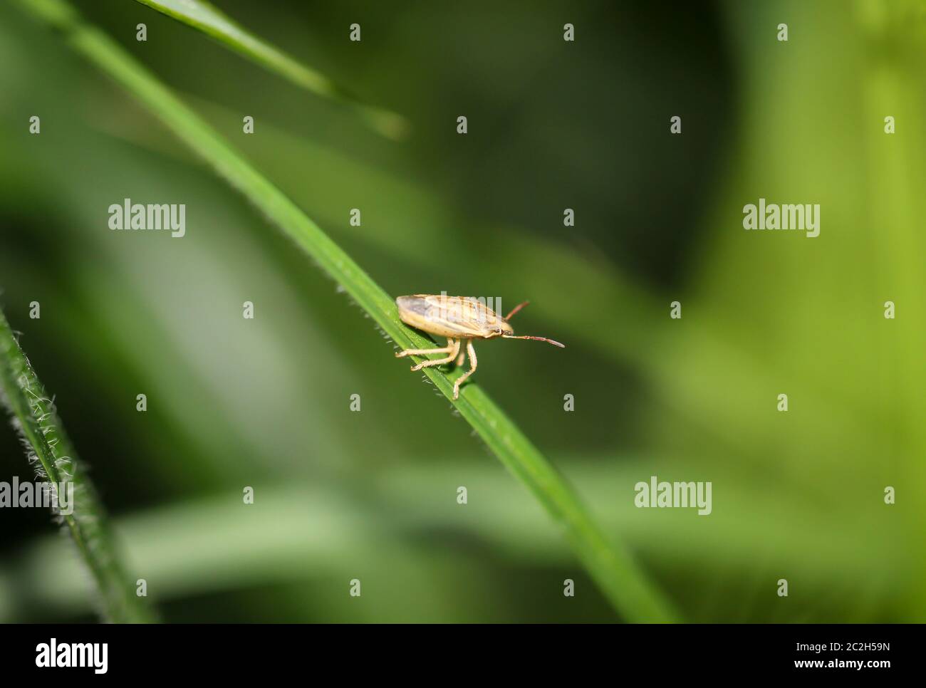 macro of a bug on a plant Stock Photo - Alamy