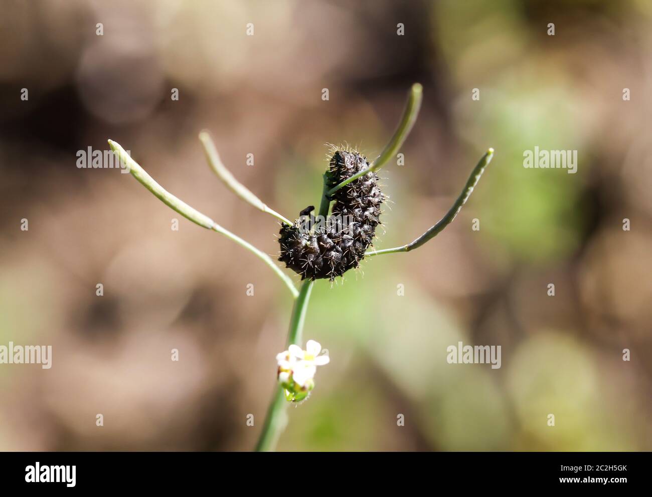 larva of a ladybird, a blue louse Stock Photo - Alamy