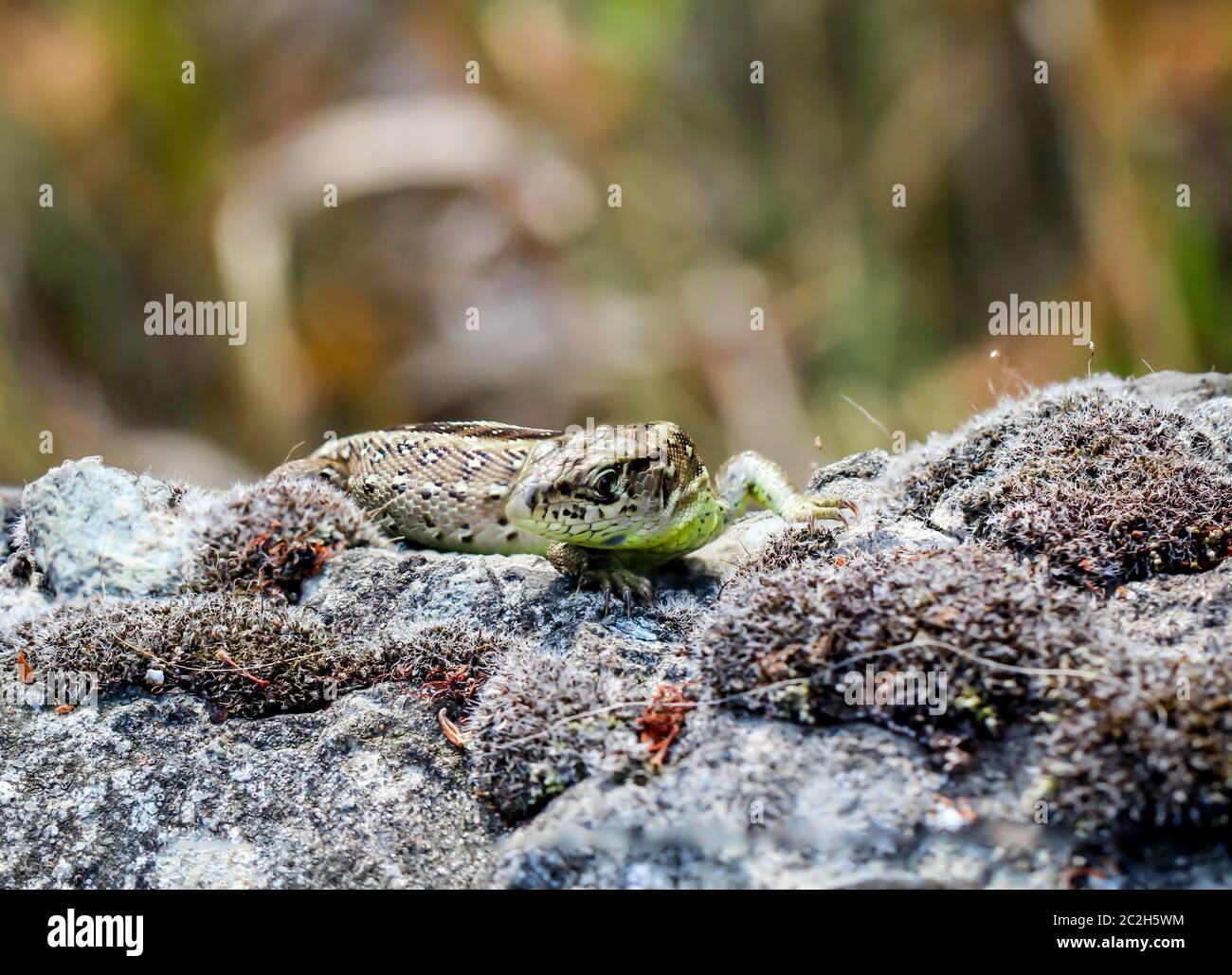 A female fence lizard on a stone Stock Photo - Alamy