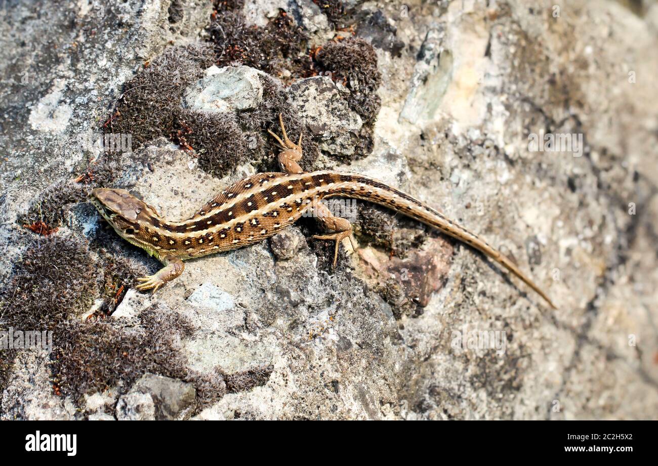 Female fence lizard hi-res stock photography and images - Alamy