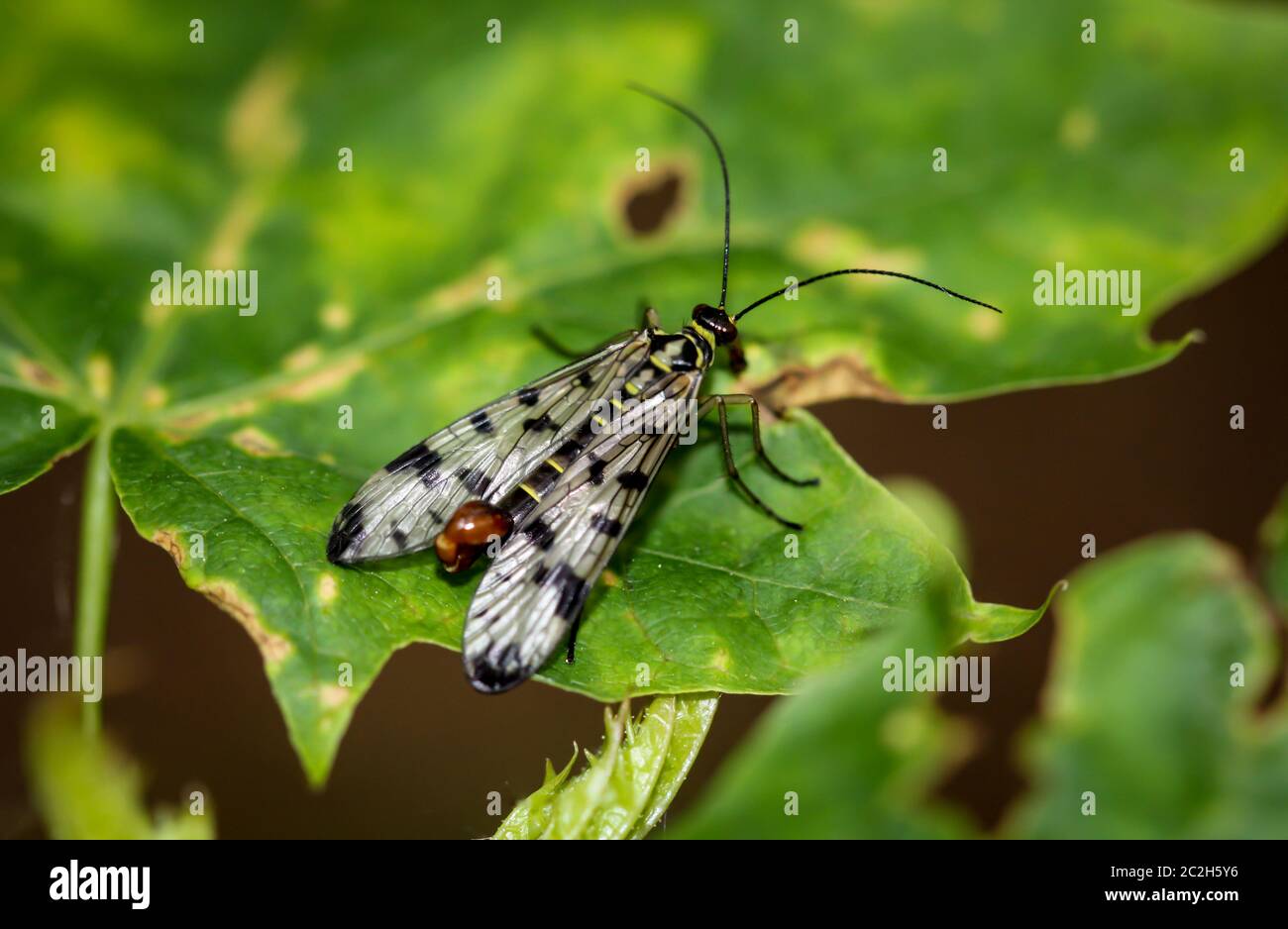 A fly, insect on a plant, scorpion fly Stock Photo - Alamy