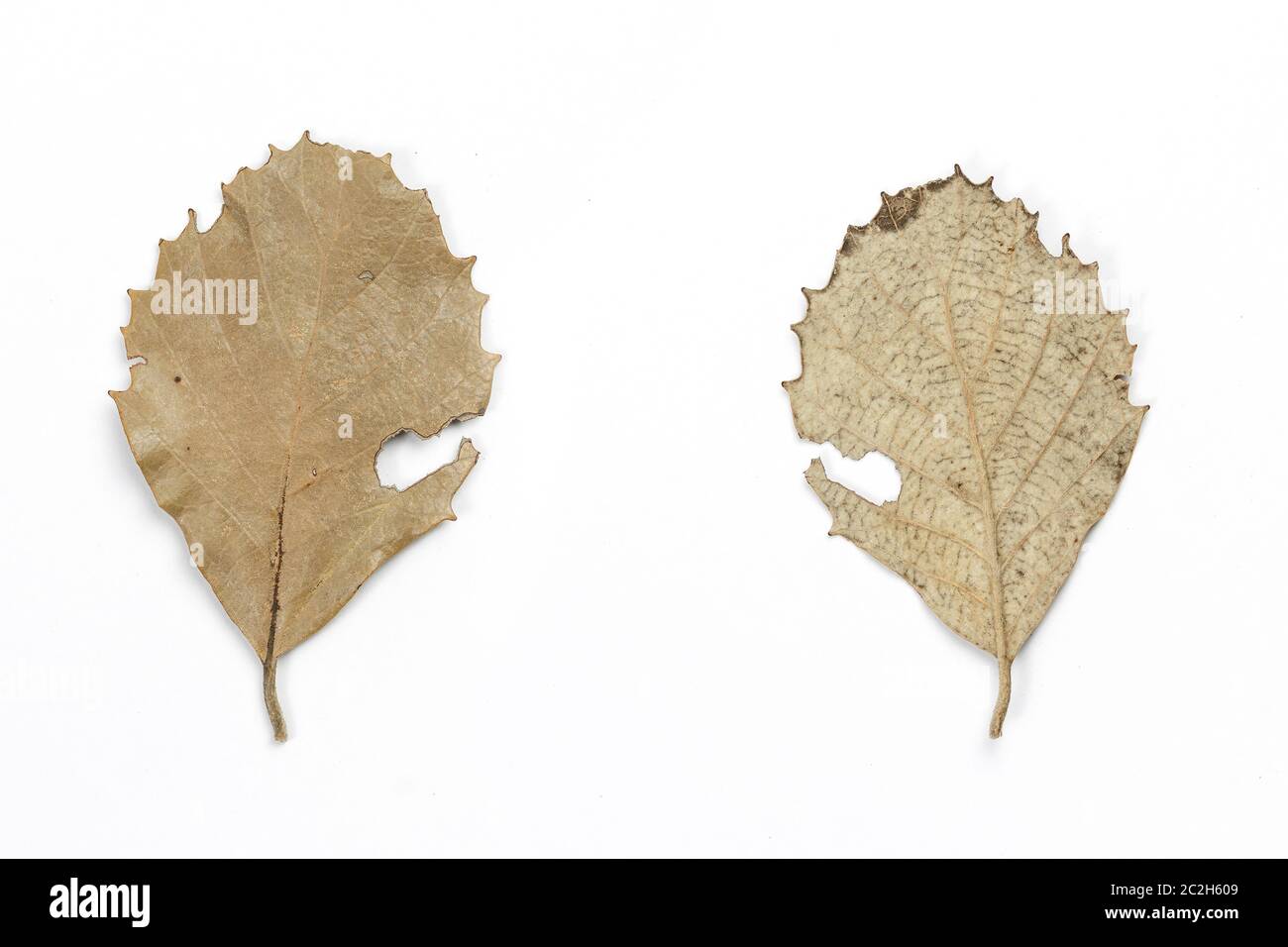 autumn dry leaf on white isolated background. front and back view Stock ...