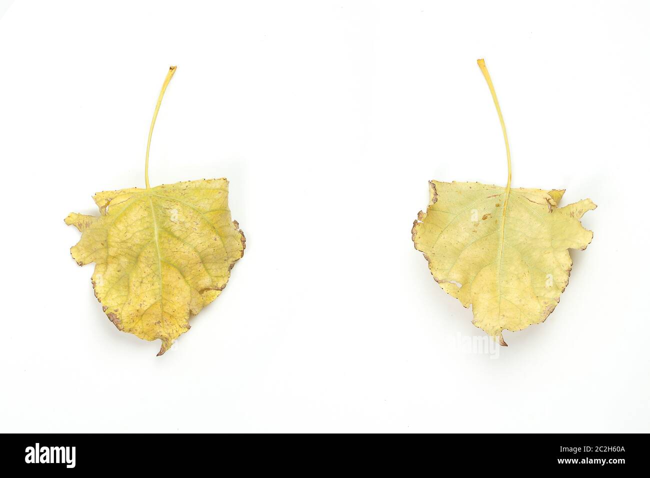 autumn dry leaf on white isolated background. front and back view Stock ...